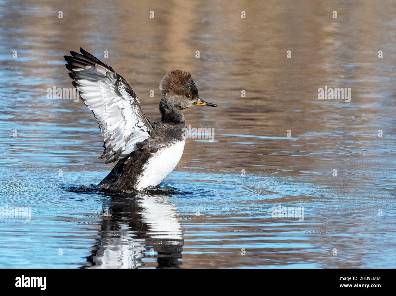 Female Hooded merganser displaying Stock Photo - Alamy
