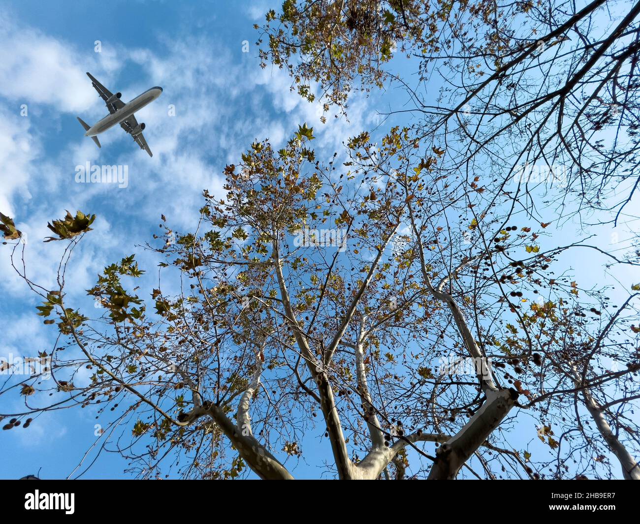 Airplane flying above the forest, bottom view Stock Photo - Alamy