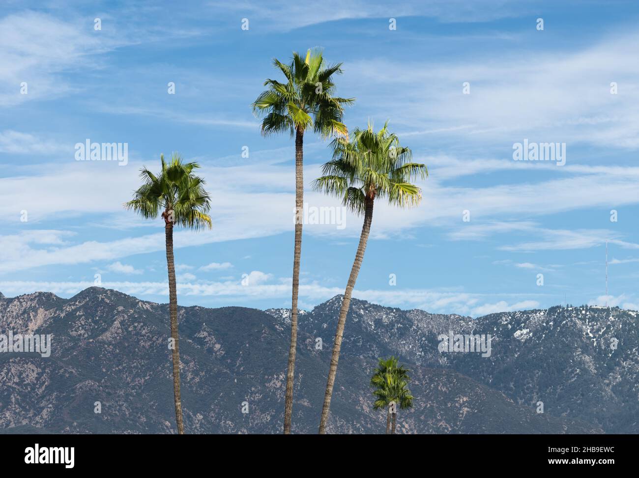 Pasadena palm trees hi-res stock photography and images - Alamy
