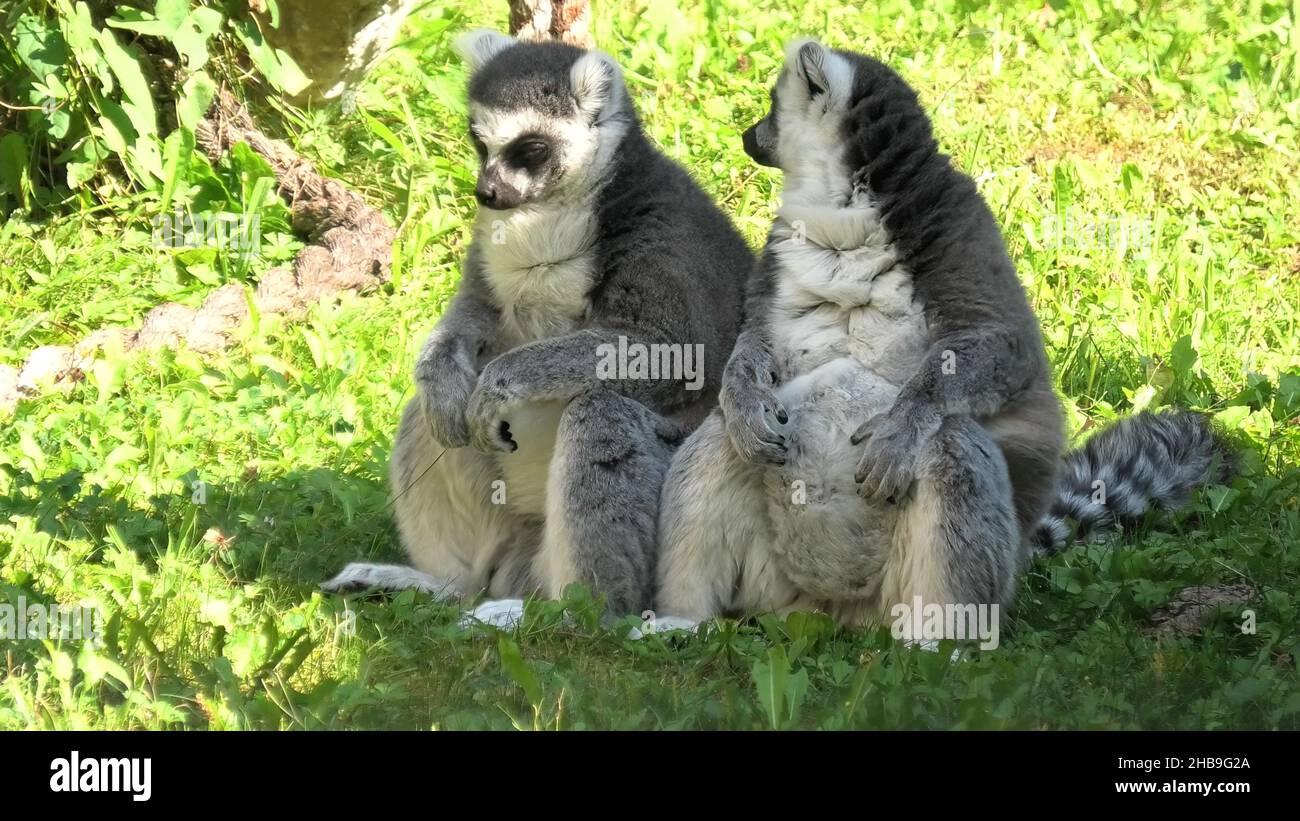 Two ring-tailed lemurs of Madagascar, sitting on the grass. Lemur catta species from island of ...