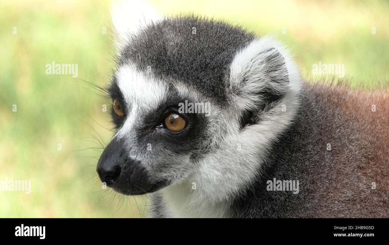 Face of a strepsirrhine primate ring-tailed lemur of Madagascar. Lemur ...