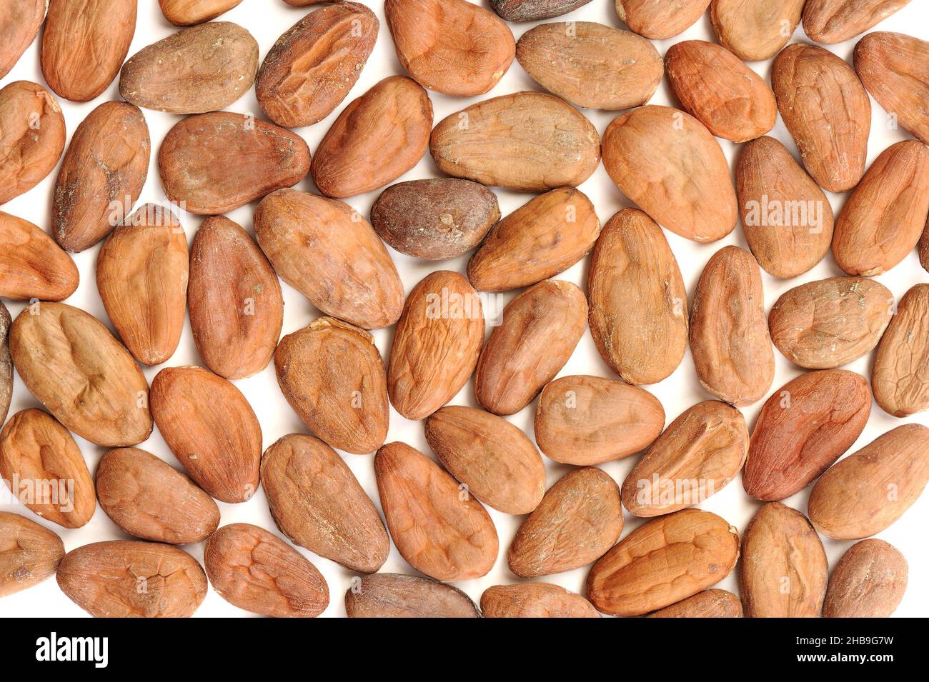 Raw cocoa beans pattern isolated horizontal Stock Photo - Alamy