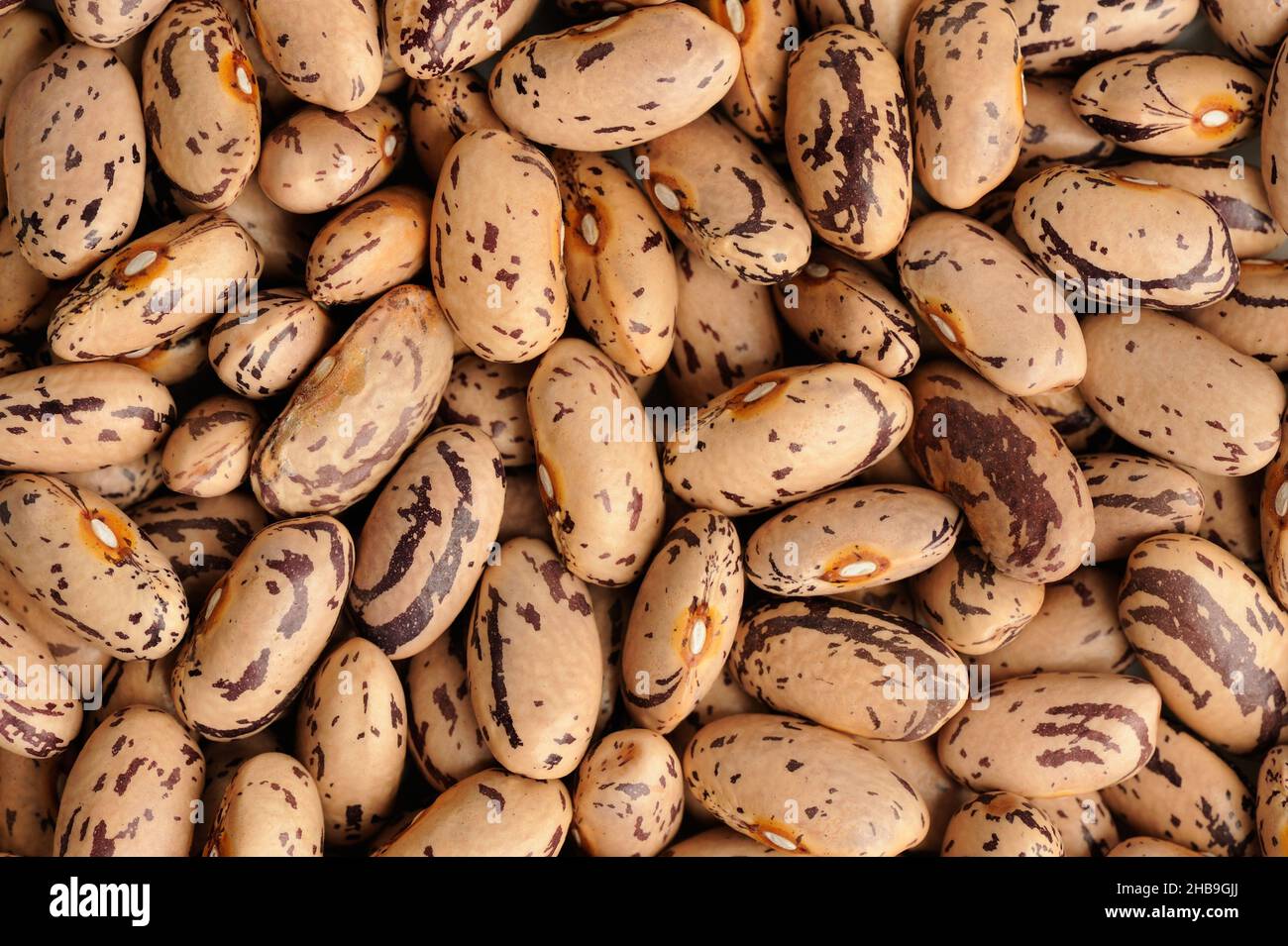 Raw creamy pinto beans pattern Stock Photo - Alamy