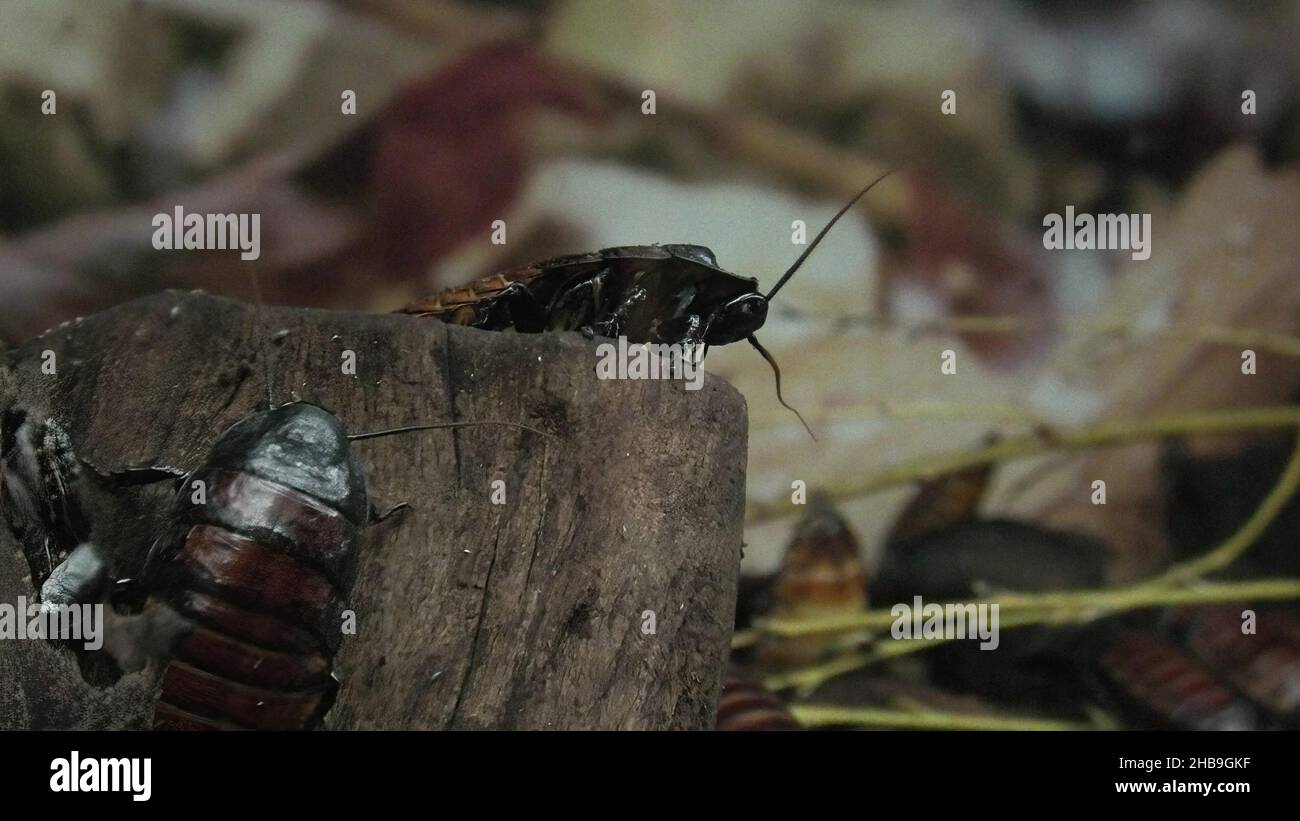 Madagascar hissing cockroach mite hi-res stock photography and images ...