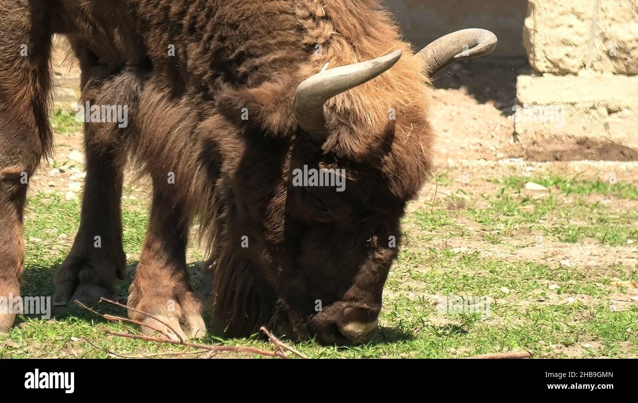 close up view of adult European Buffalo of Europe or wisent grazing in ...