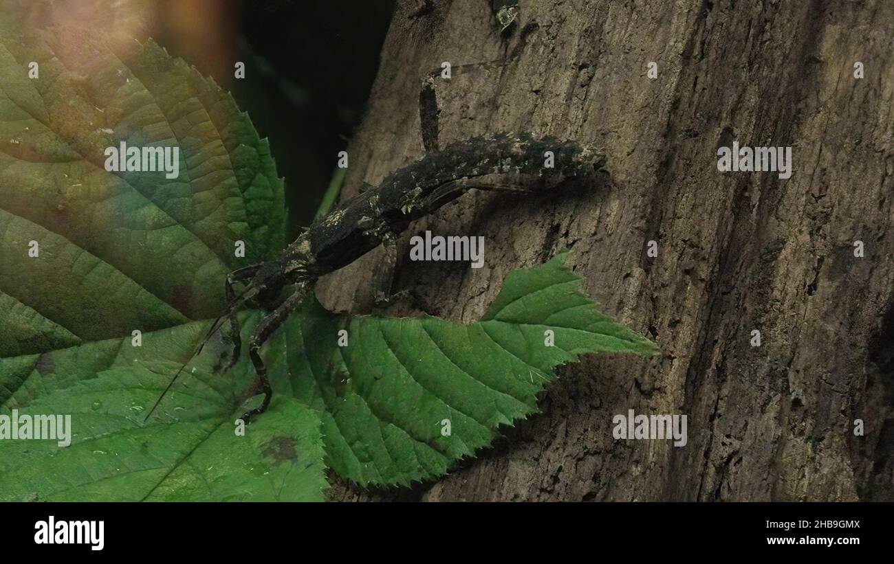 Close-up view of thorny devil stick insect in terrarium. Eurycantha ...
