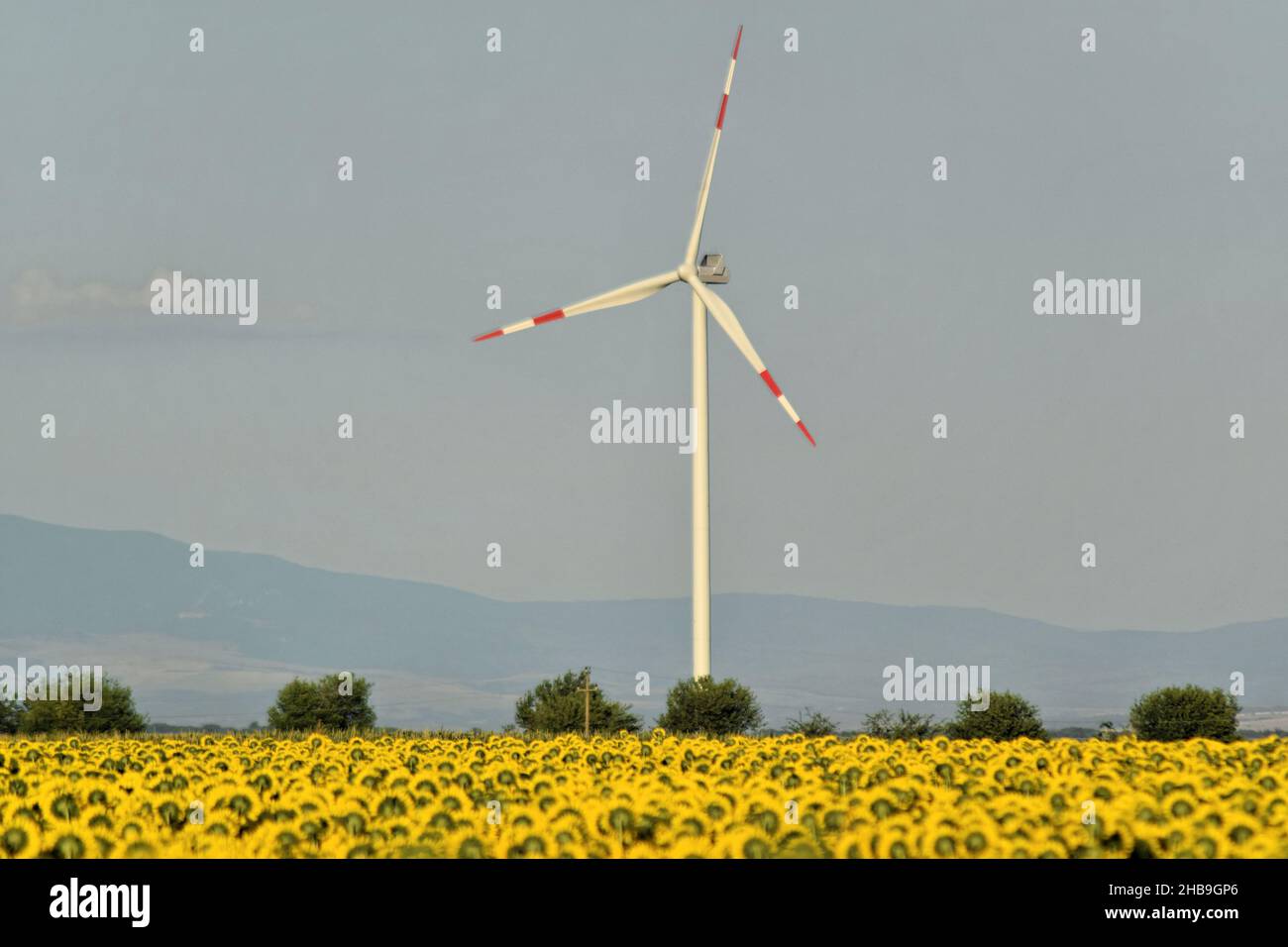 Wind farm in sunflower field Stock Photo - Alamy