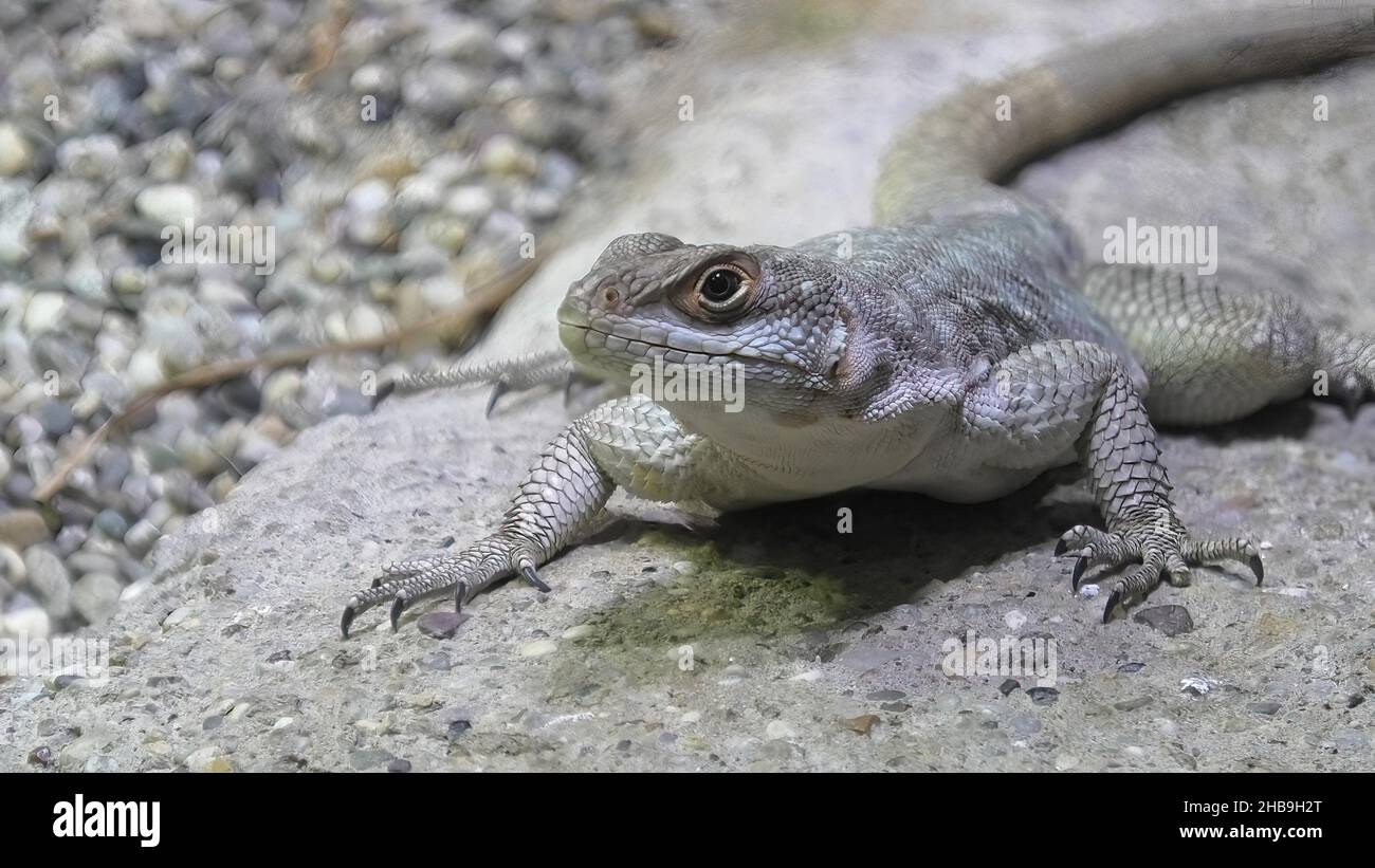 female of African on stone background. It's an insectivorous lizard of ...