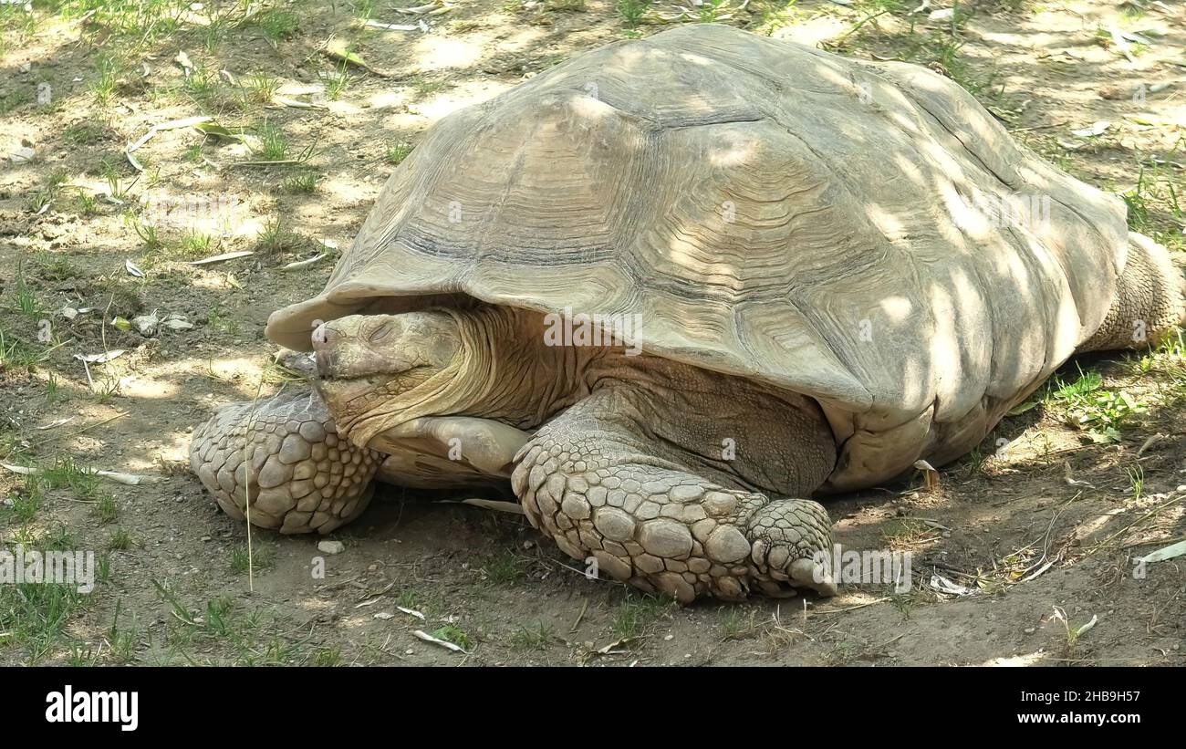 turtle: African spurred tortoise walking on the grass. Centrochelys ...