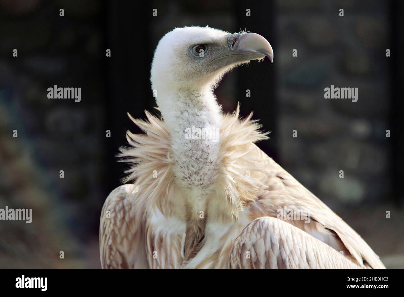 White vulture in profile close up hi-res stock photography and images ...