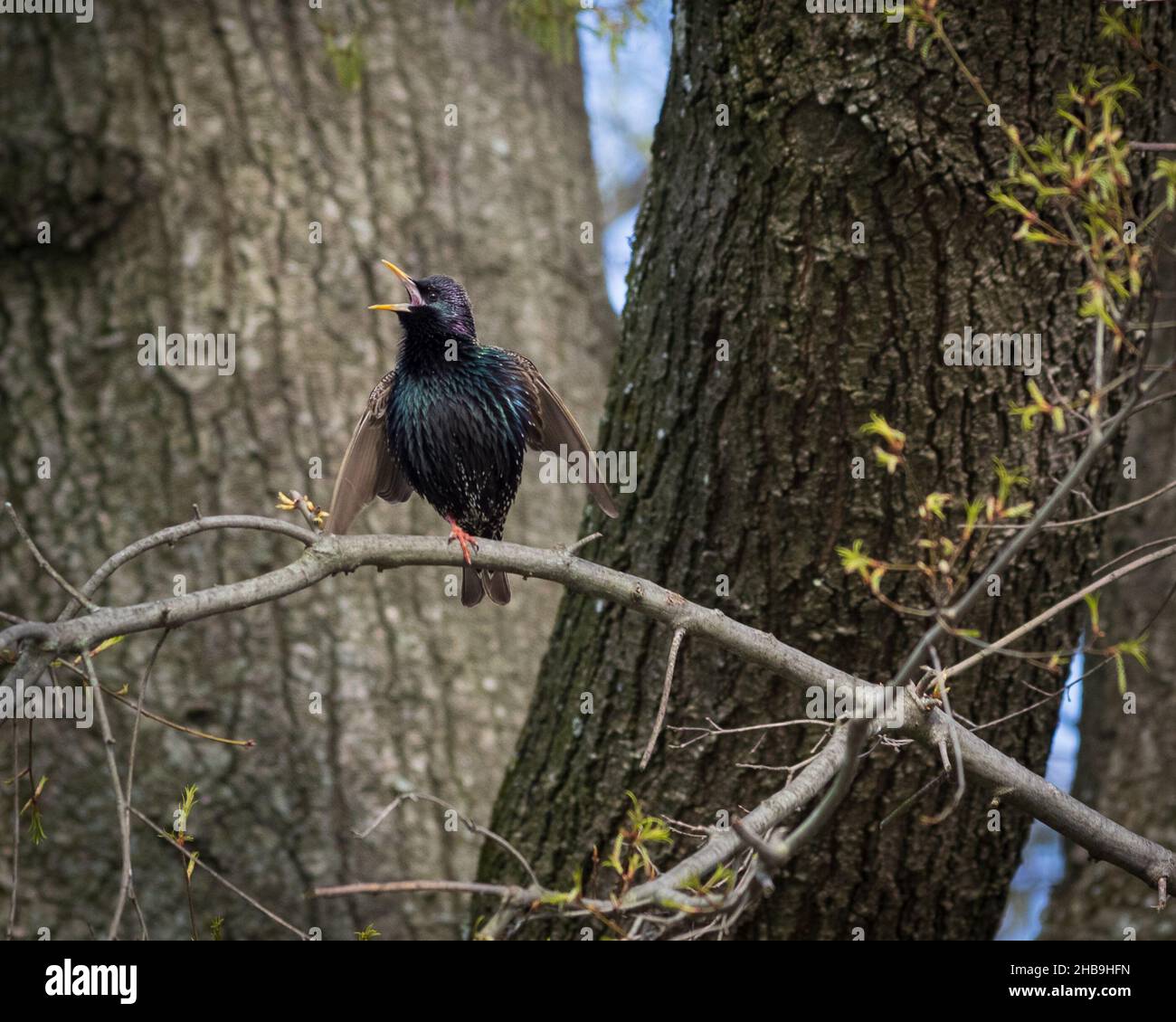 Lady bird johnson park washington dc hi-res stock photography and ...