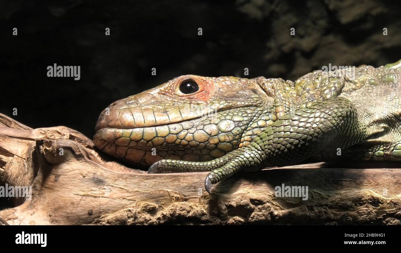 Detail of a Northern caiman lizard on a tree. Dracaena guianensis ...