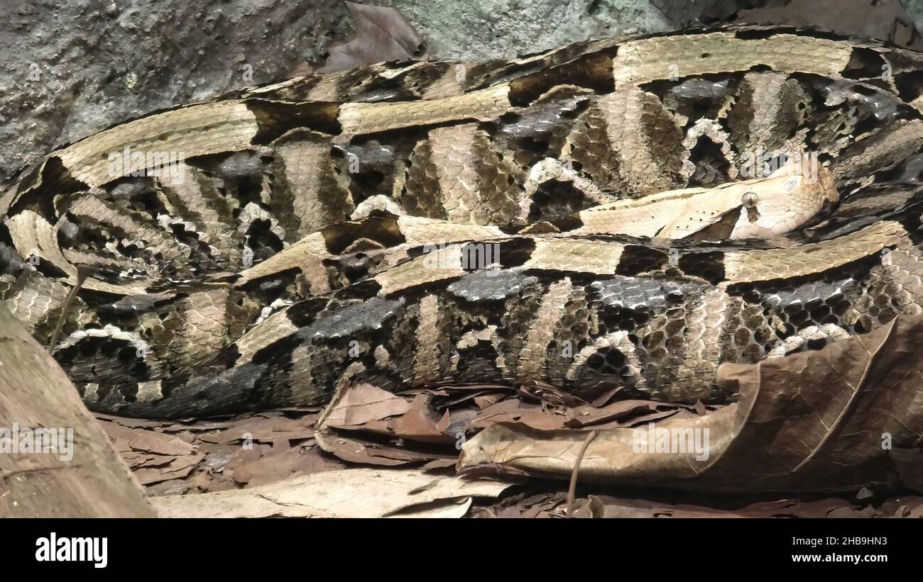 Gaboon viper snake in a natural terrarium. Bitis gabonica species from ...