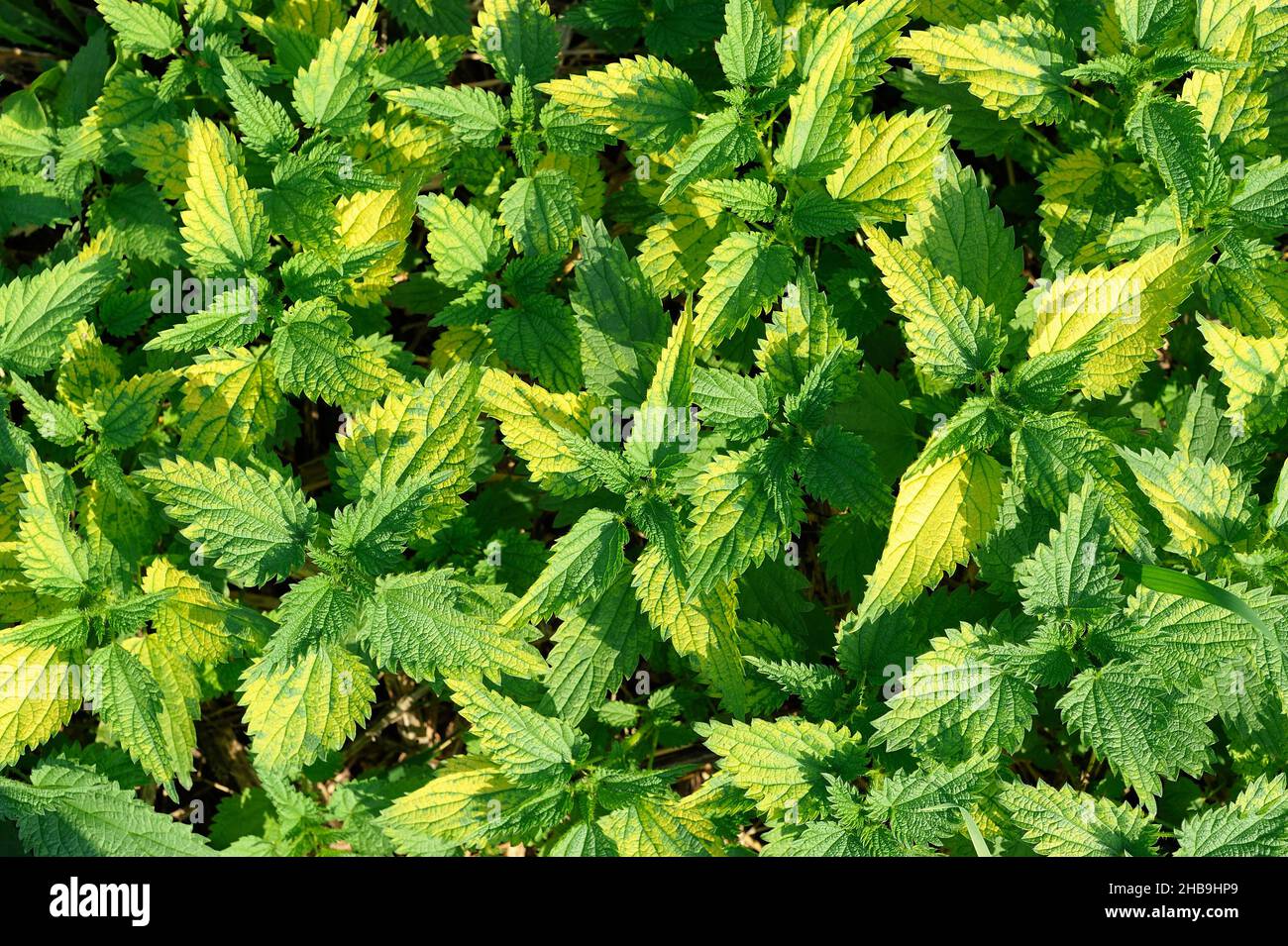 Nettles top view hi-res stock photography and images - Alamy