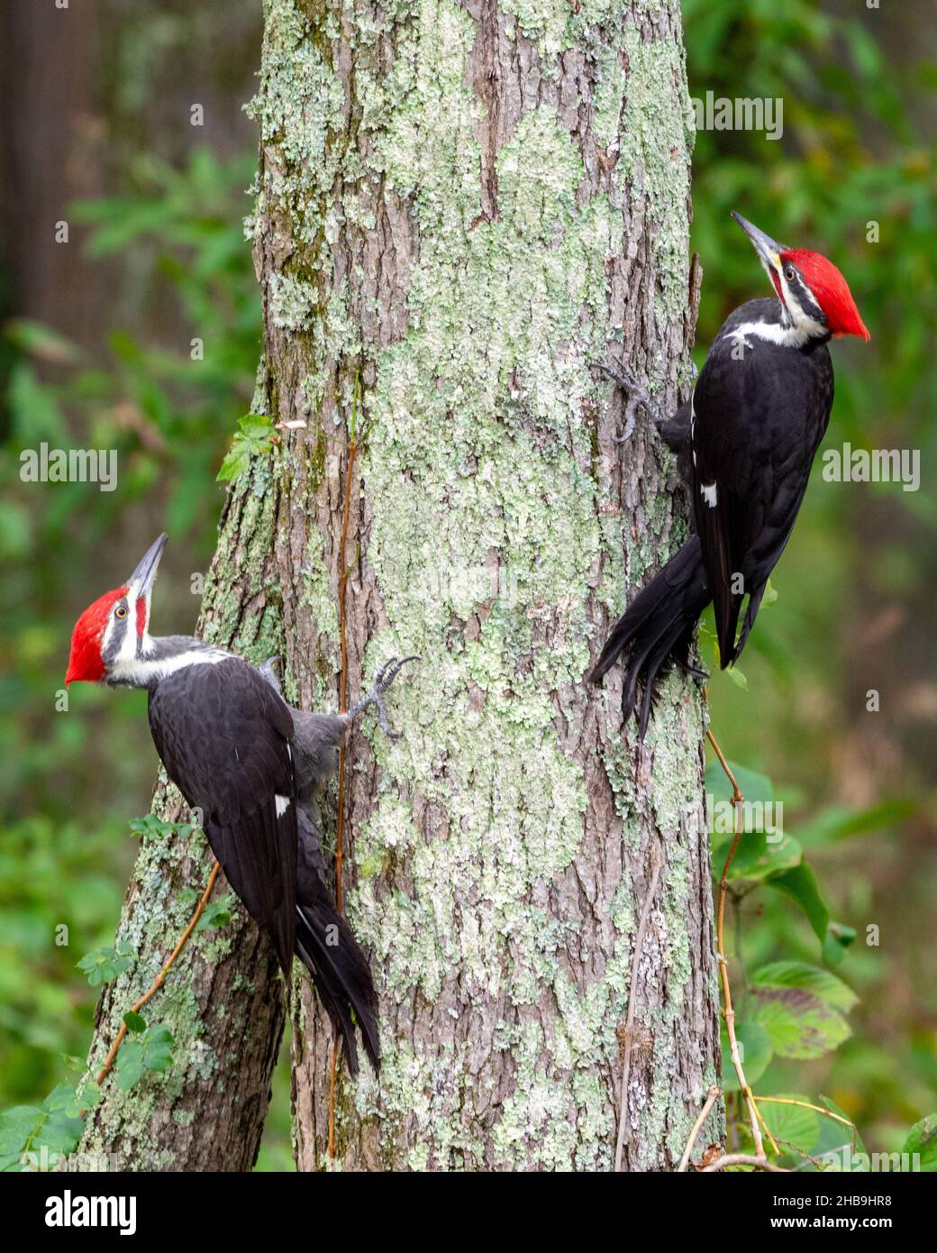 2 pileated woodpeckers hi-res stock photography and images - Alamy