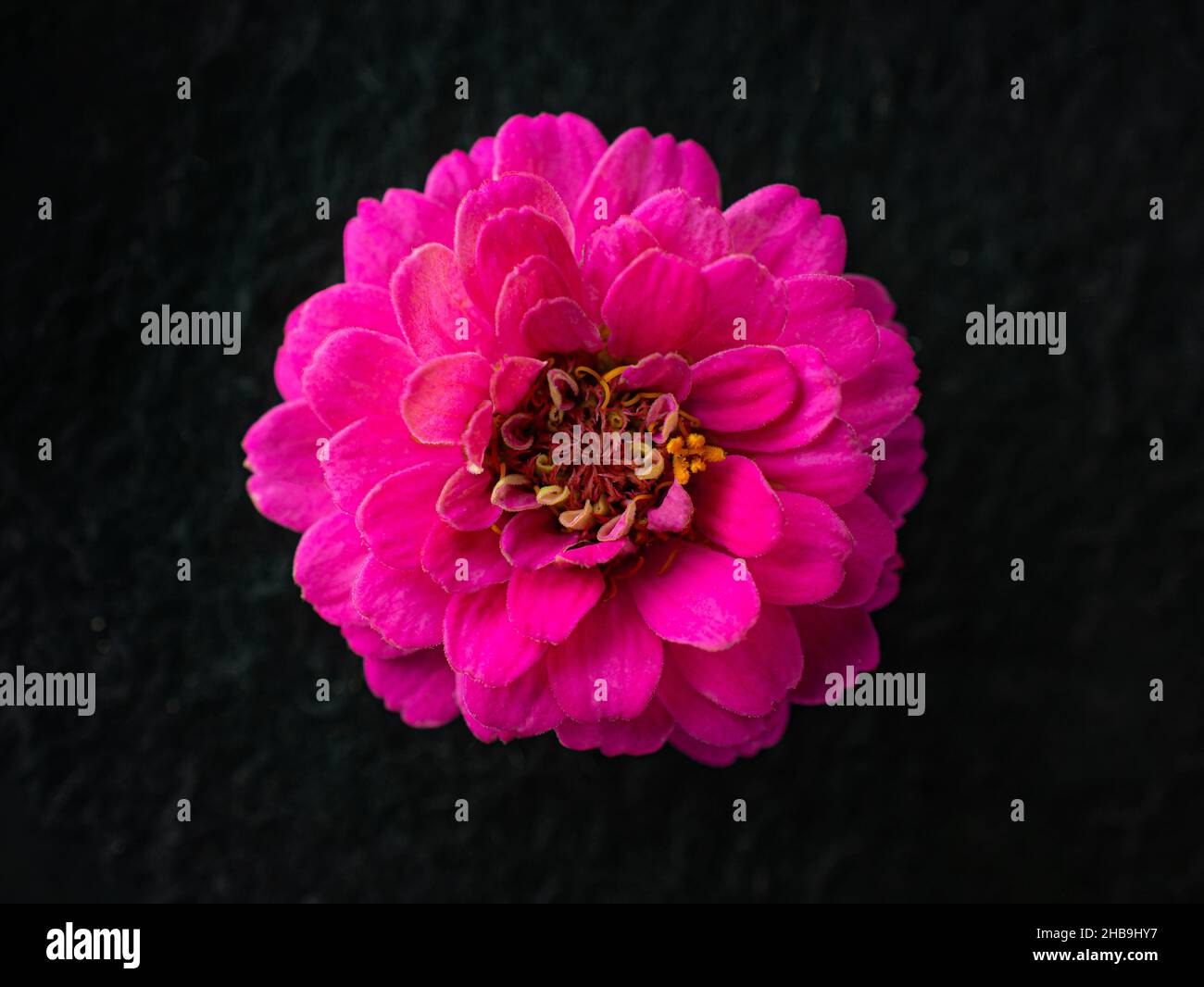 Top view of a flower on black background. View from above Stock Photo ...