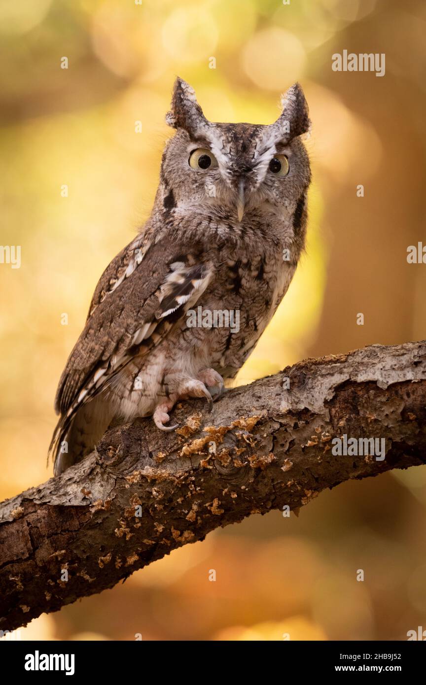 Megascops hi-res stock photography and images - Alamy