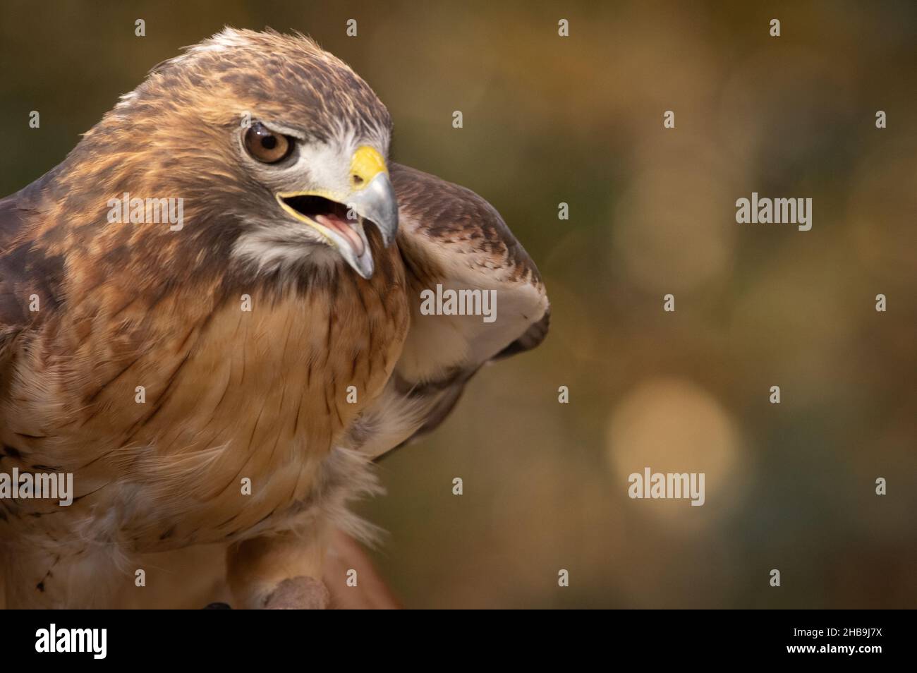 Close up red tailed hawk hi-res stock photography and images - Alamy