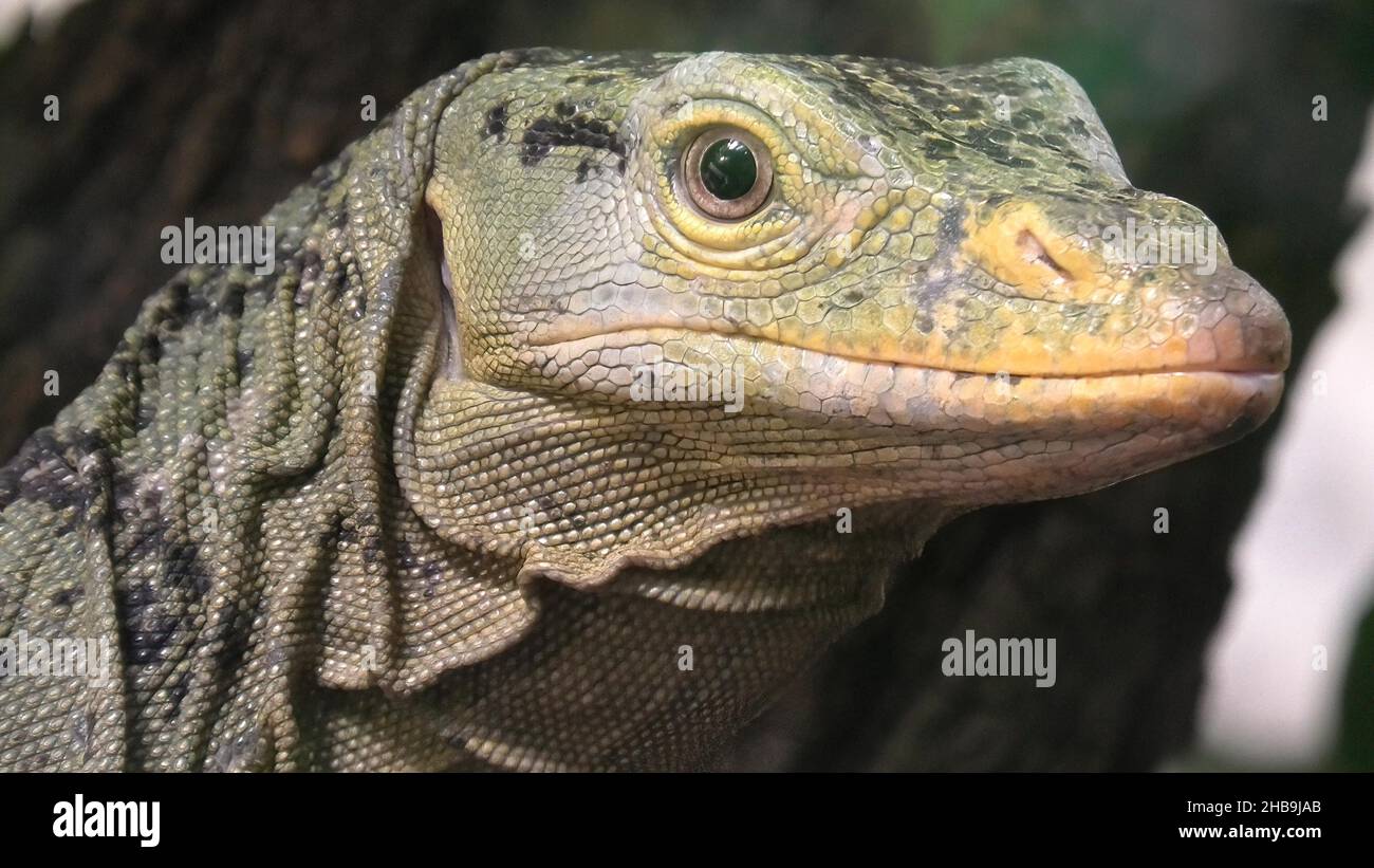 head and face close up of Gray's monitor lizard or Butaan lizard or ...
