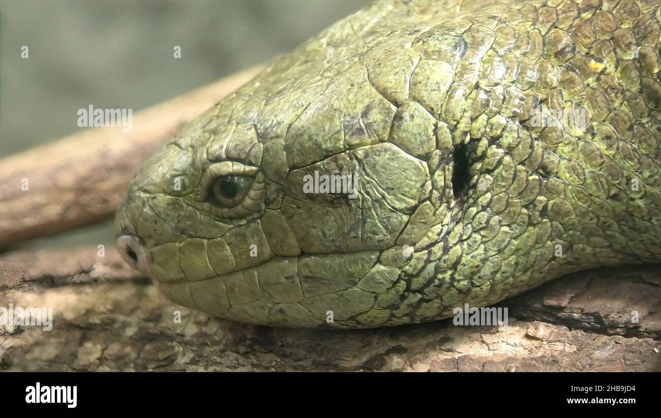 close up of head of a Solomon Islands skink or prehensile-tailed skink ...