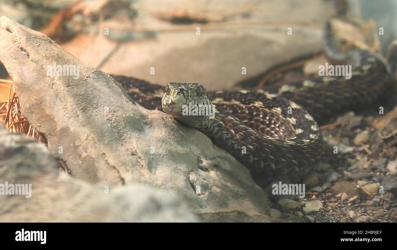 Venomous meadow viper or meadow adder. Vipera ursinii macrops species ...