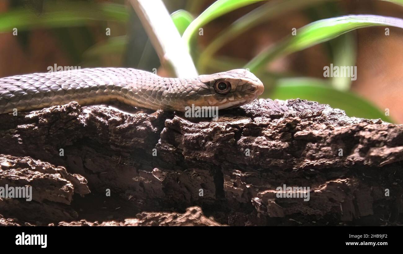 Eastern Montpellier snake in a natural terrarium. Malpolon insignitus ...