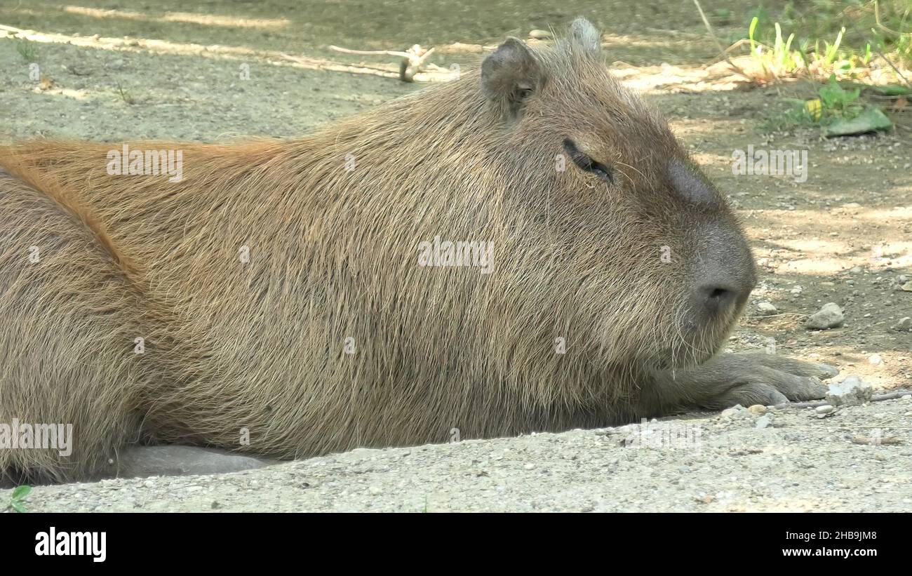 Capybara resting on the grass. Hydrochoerus hydrochaeris species ...