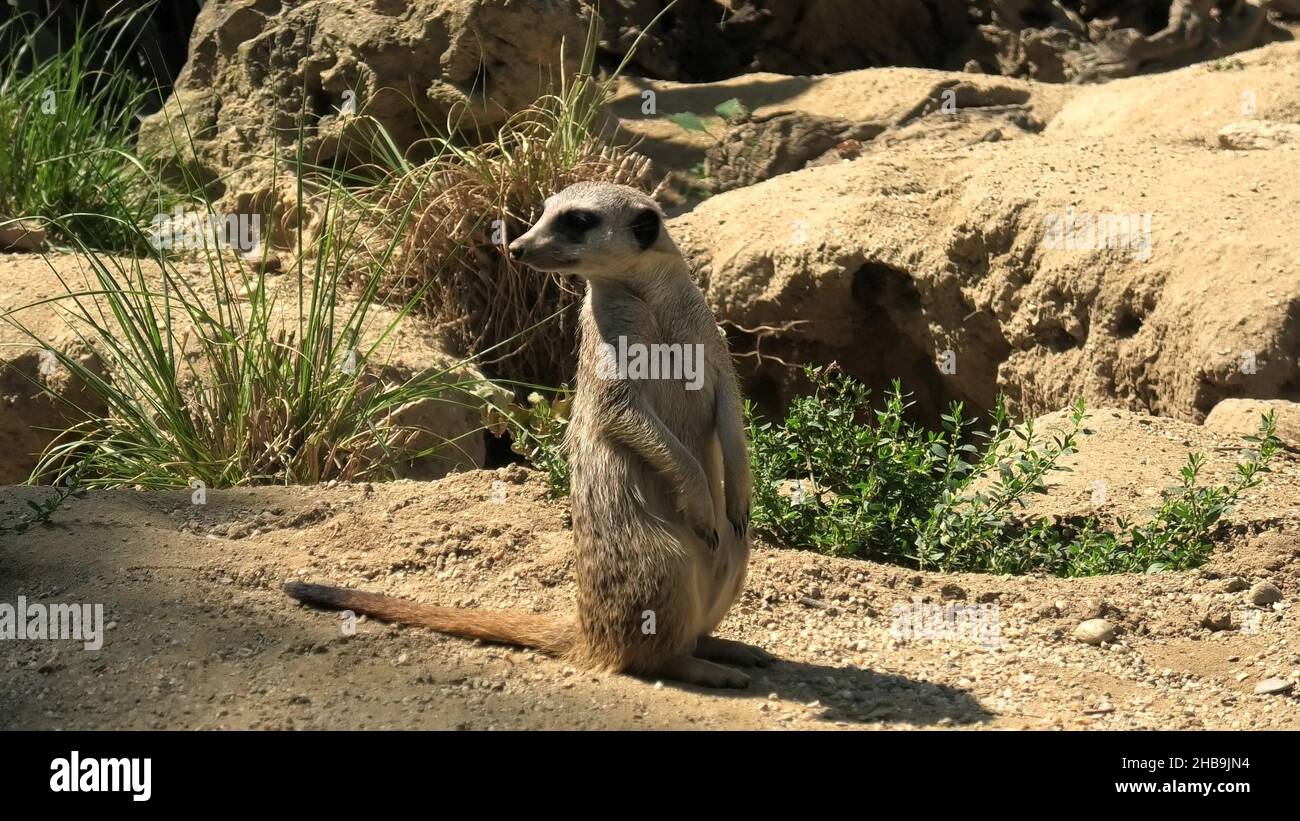 Meerkat or suricate on sand background. Suricata suricatta species from ...