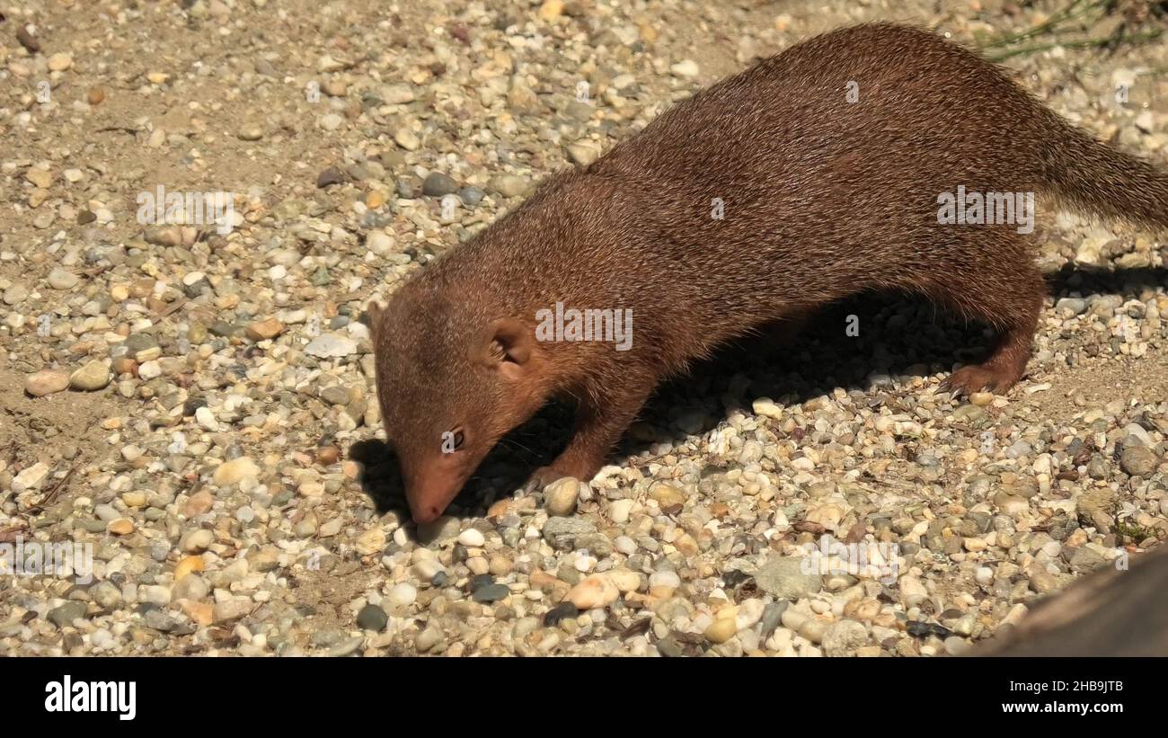 Common dwarf mongoose on sand background. Helogale parvula species from ...