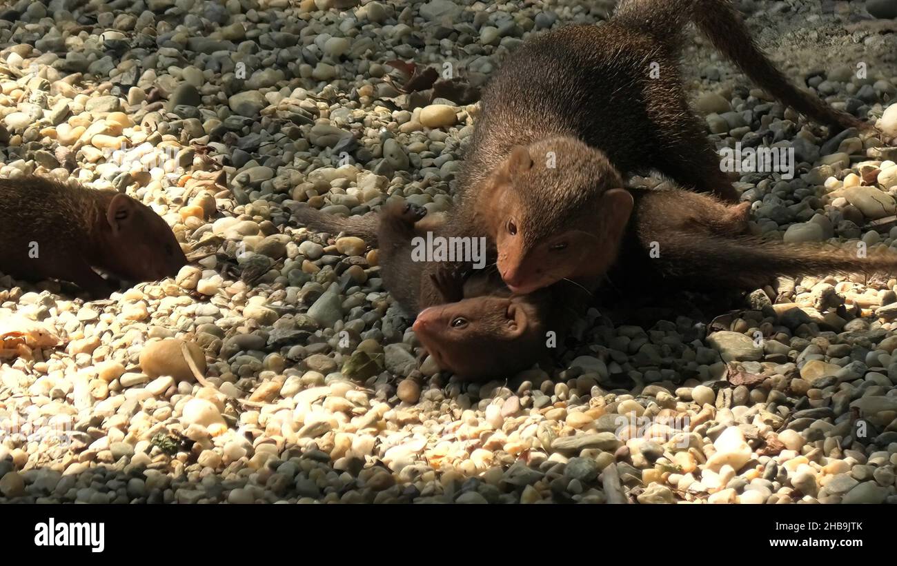 Common dwarf mongoose mother cleaning her pup. Helogale parvula species ...