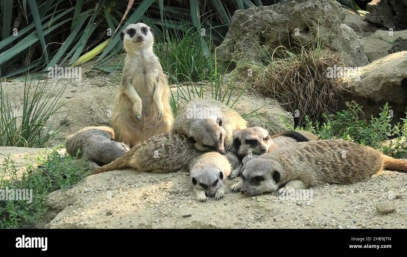 Herpestidae family hi-res stock photography and images - Alamy