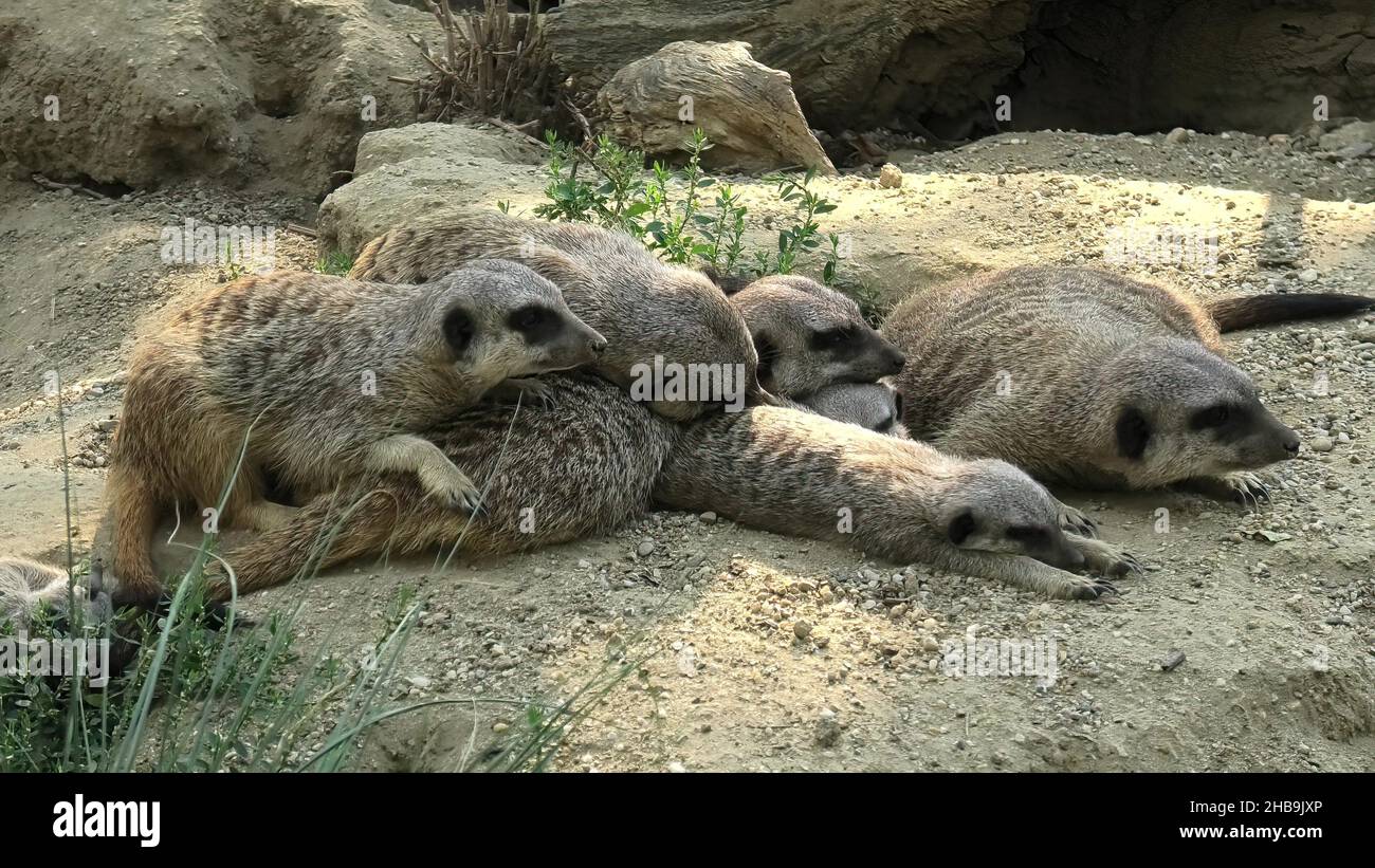 Meerkats suricates suricata suricatta standing hi-res stock photography ...