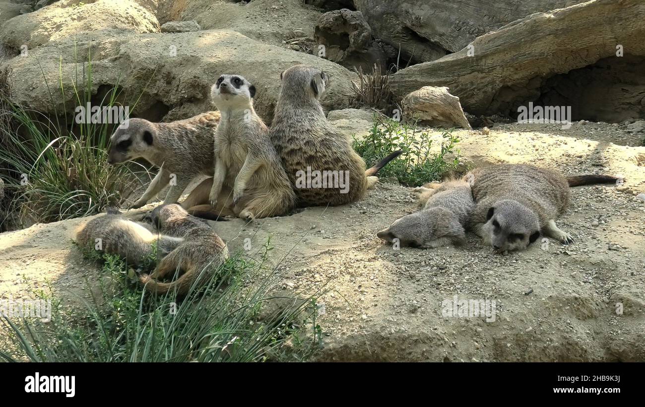 Suricata suricatta species from the Herpestidae family, Suricata genus ...