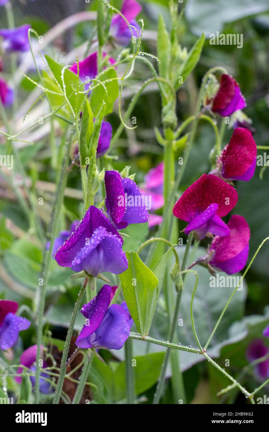 Issaquah, Washington, USA. Sweet Pea flowers, also known as Perennial ...