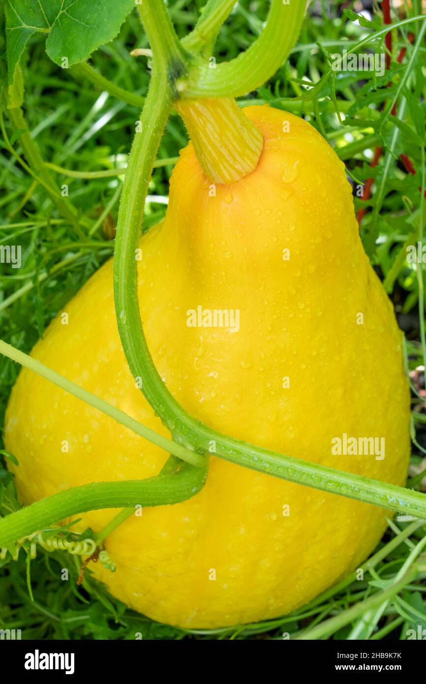 Issaquah, Washington, USA. Yellow summer squash, grown to a very large ...