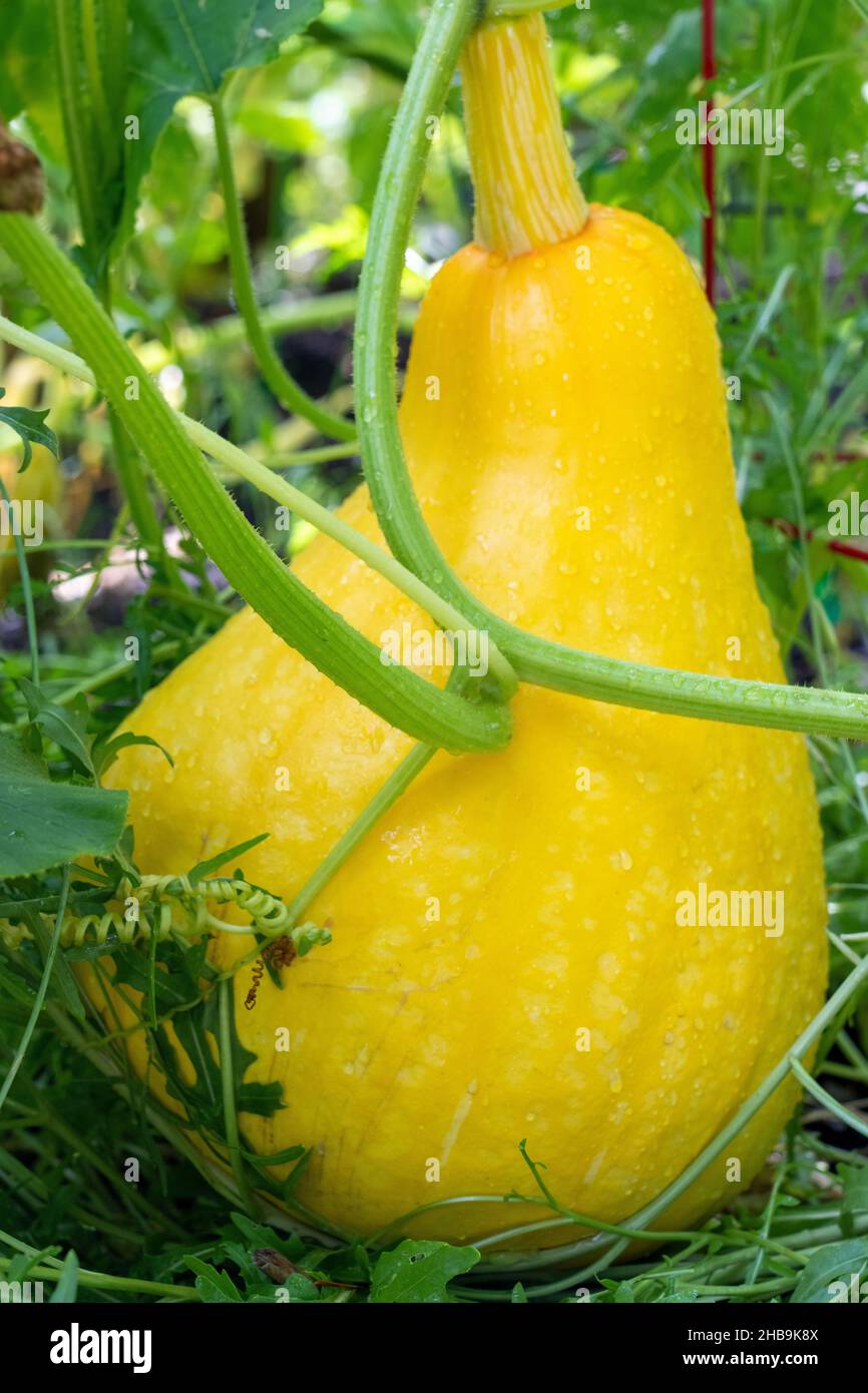 Yellow summer squash hi-res stock photography and images - Alamy