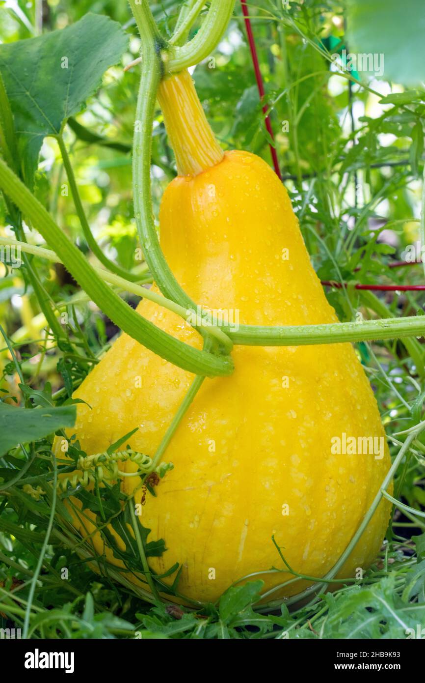 Yellow summer squash hi-res stock photography and images - Alamy