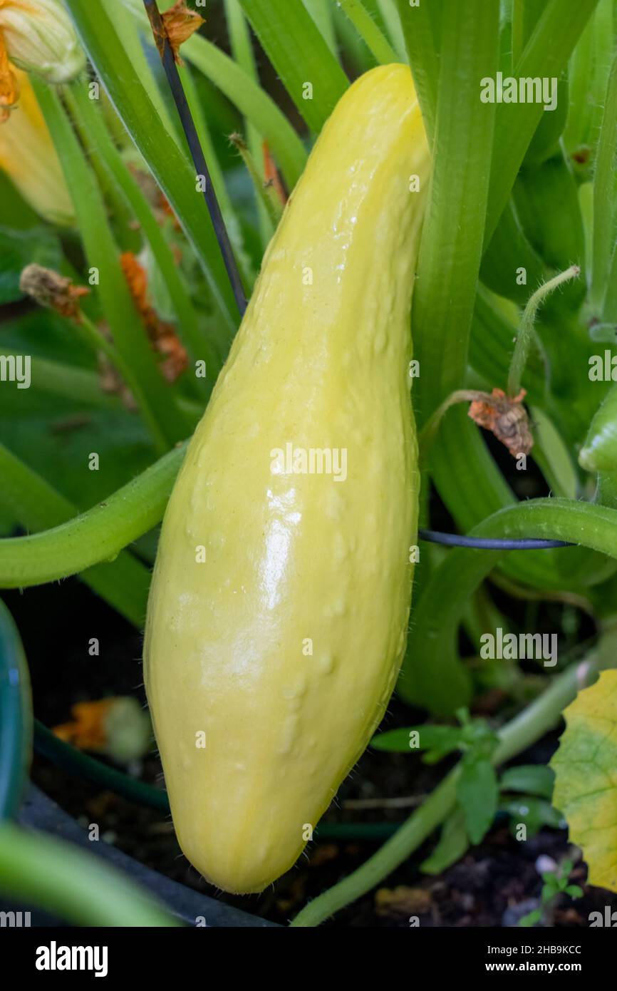 Cucurbita pepo close up hi-res stock photography and images - Alamy