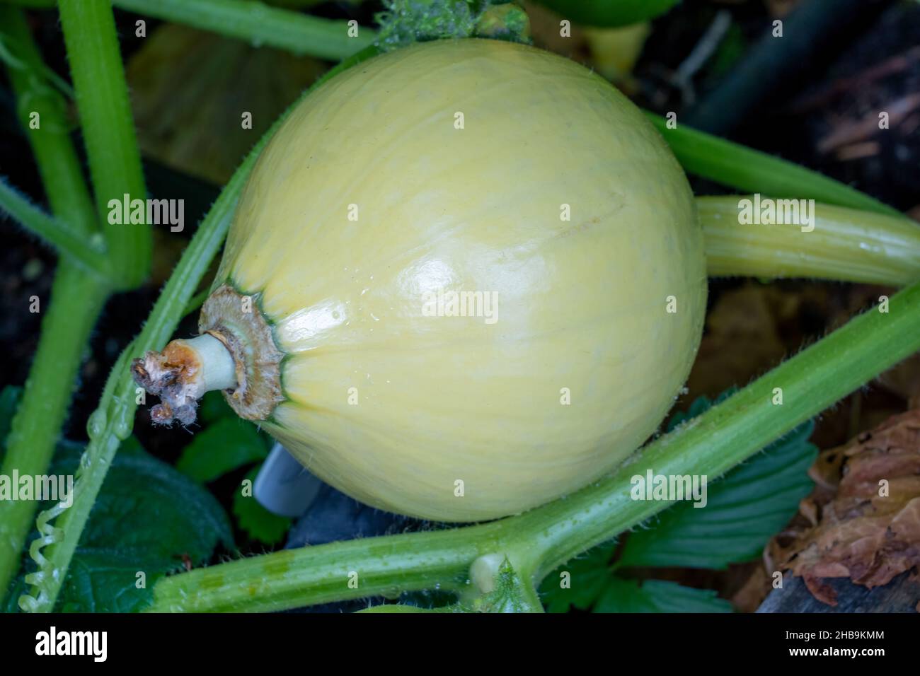 Hybrid squash hi-res stock photography and images - Alamy