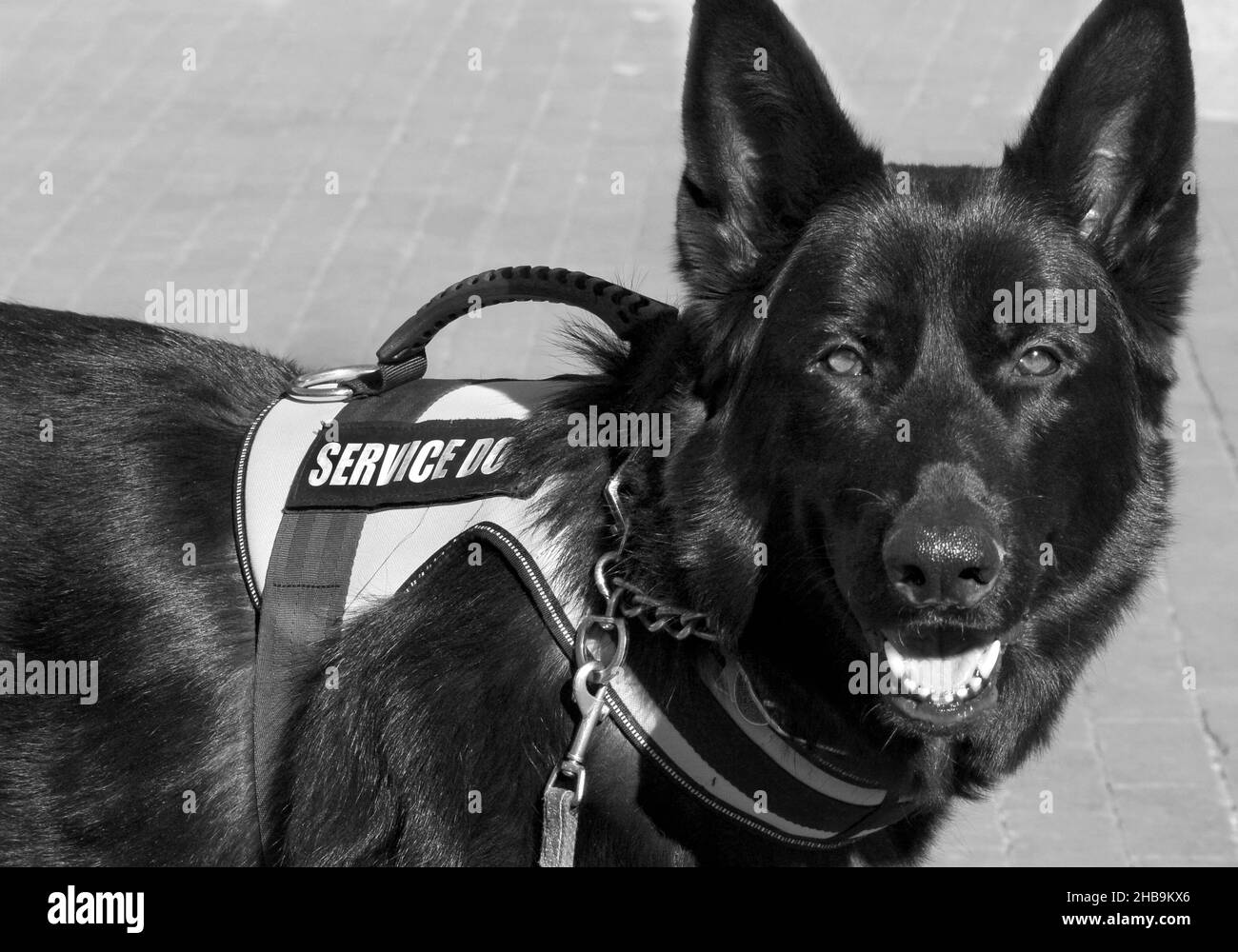 Dog walking service Black and White Stock Photos & Images - Alamy
