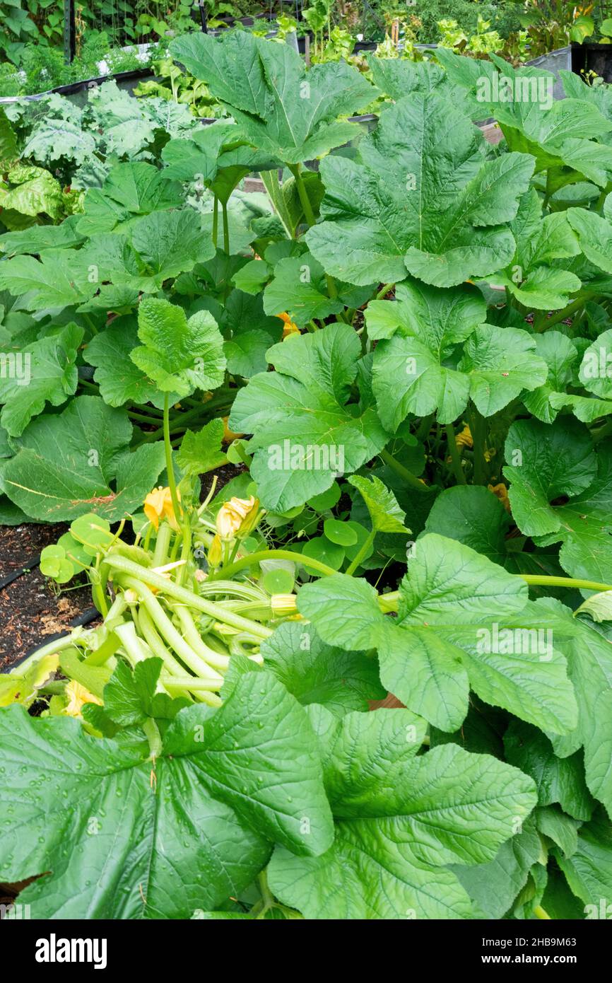 Green pattypan squash hi-res stock photography and images - Alamy