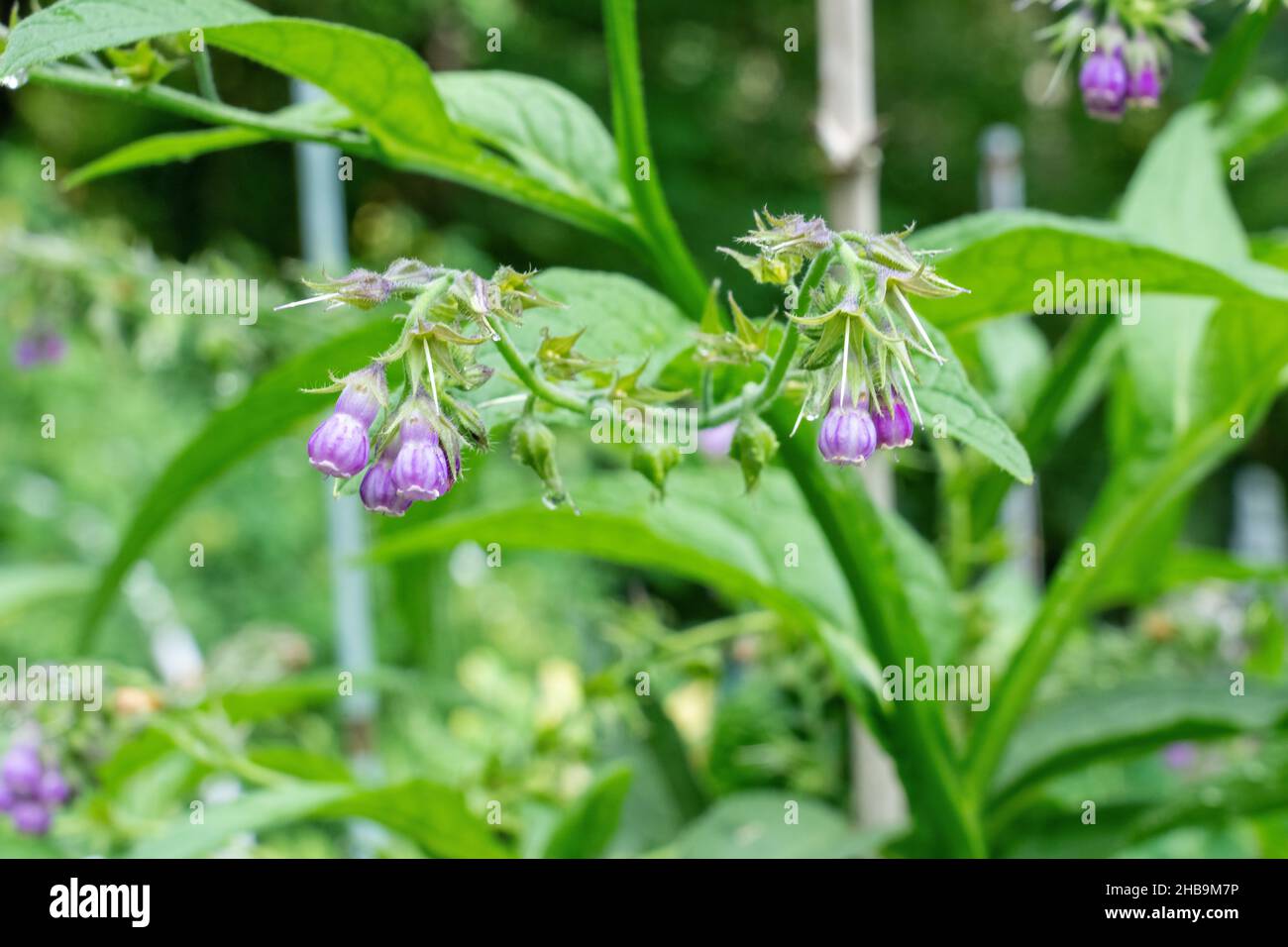 Issaquah, Washington, USA. Common Comfrey flowering shrub, also known ...