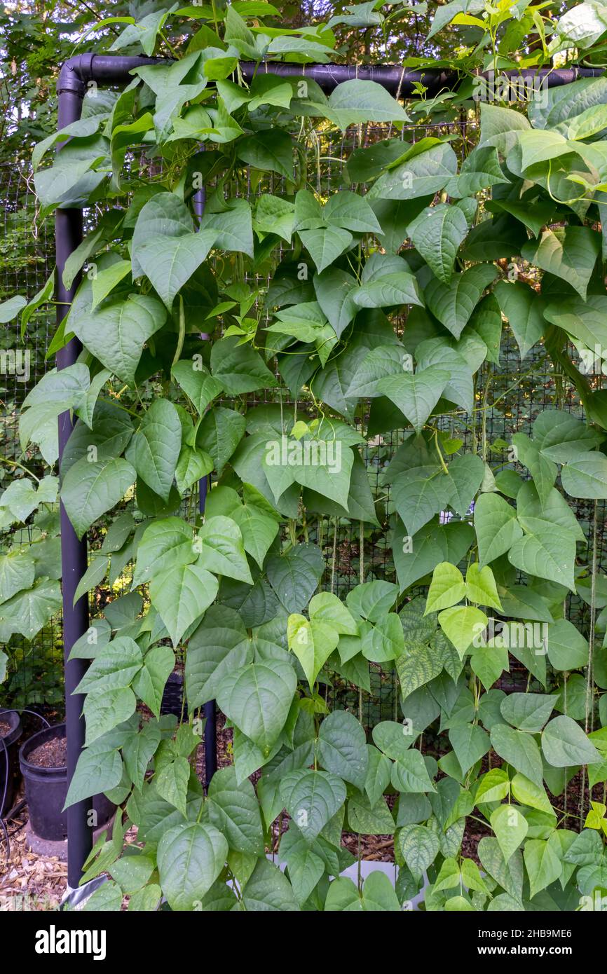Malibu pole beans hi-res stock photography and images - Alamy