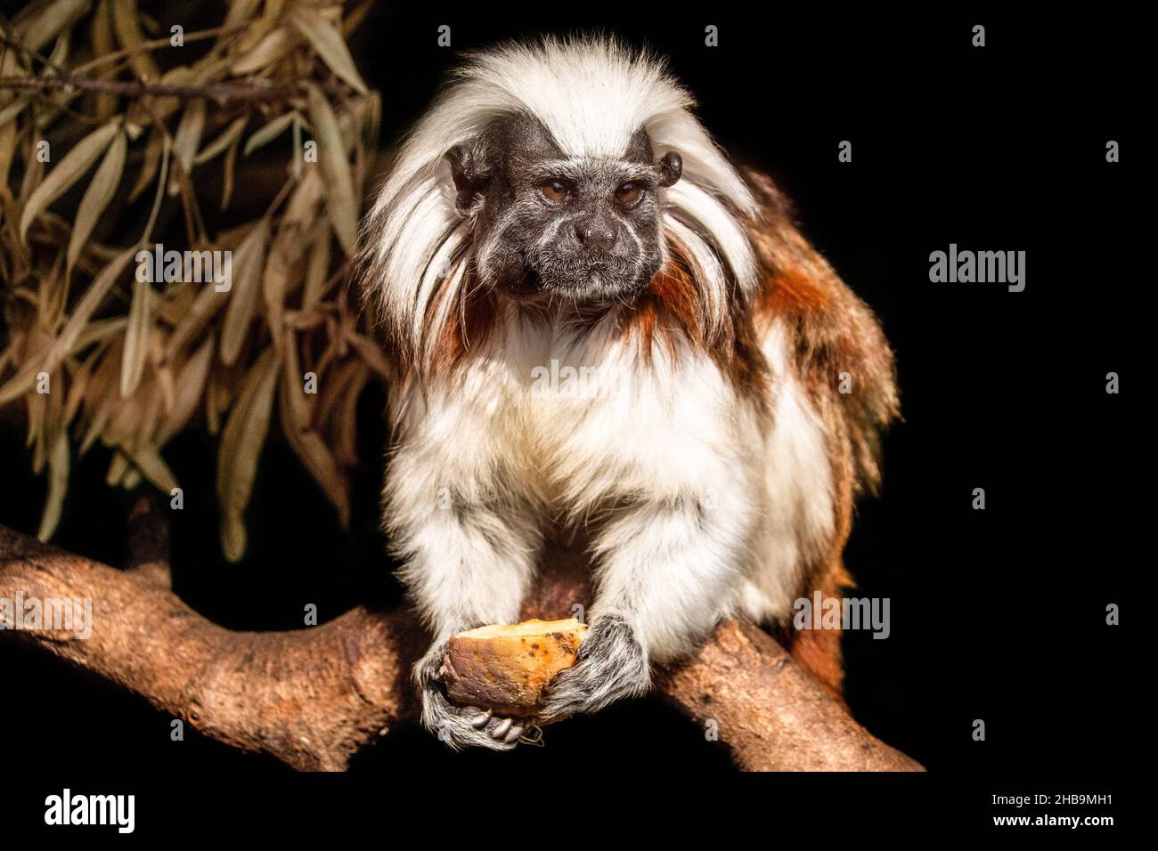 Tamarin monkey in the wild hi-res stock photography and images - Alamy