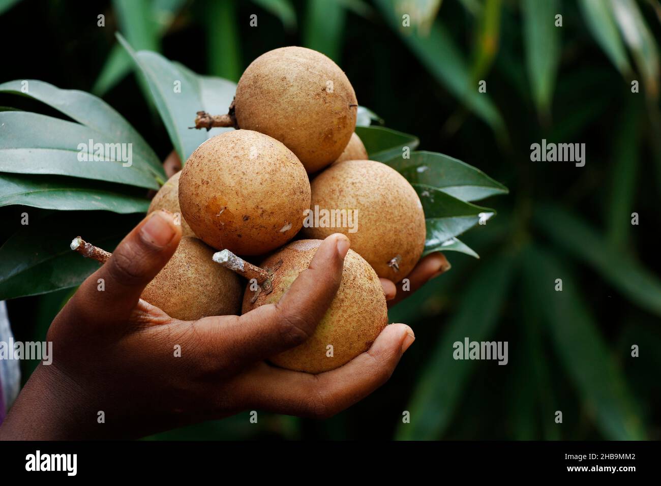 Sapote tree hi-res stock photography and images - Alamy