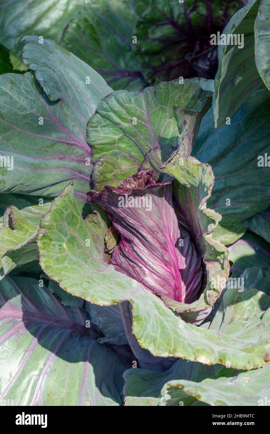 Issaquah, Washington, USA. Red cabbage plant Stock Photo - Alamy