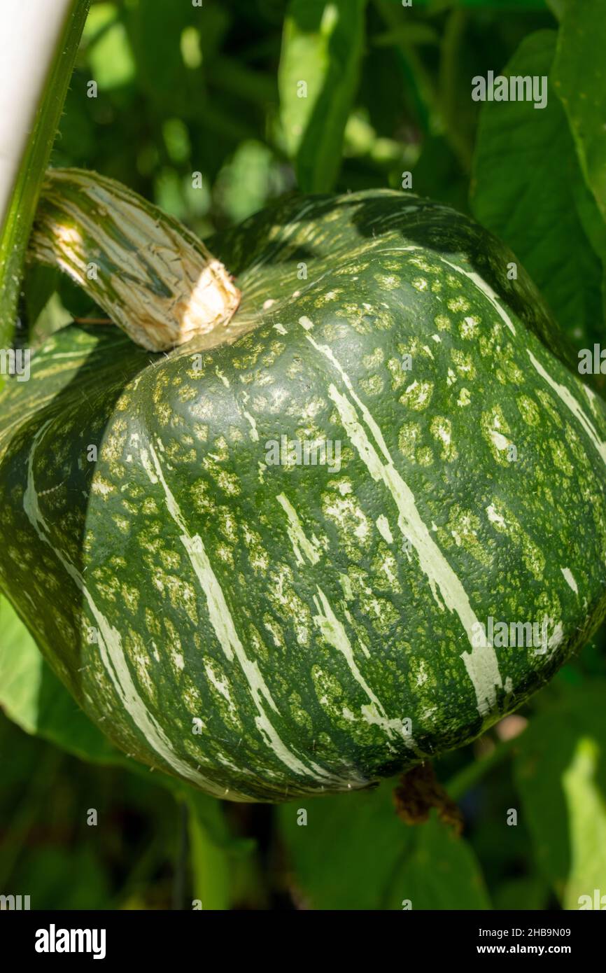 Squash varieties hi-res stock photography and images - Alamy
