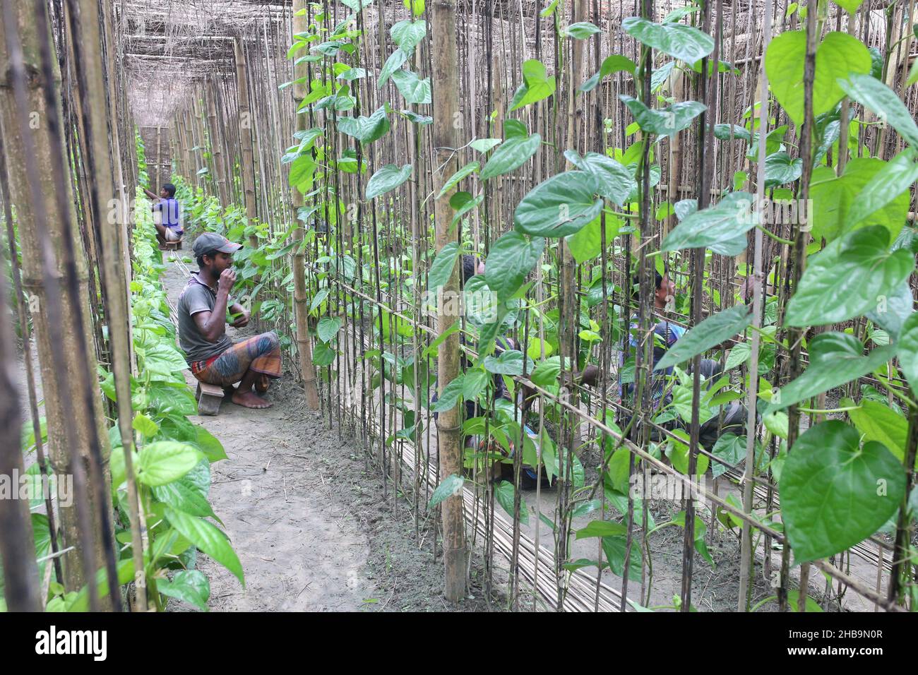 July 7, 2020 - Rajshahi, Rajshahi, Bangladesh - Betel leaf, Sweet betel ...