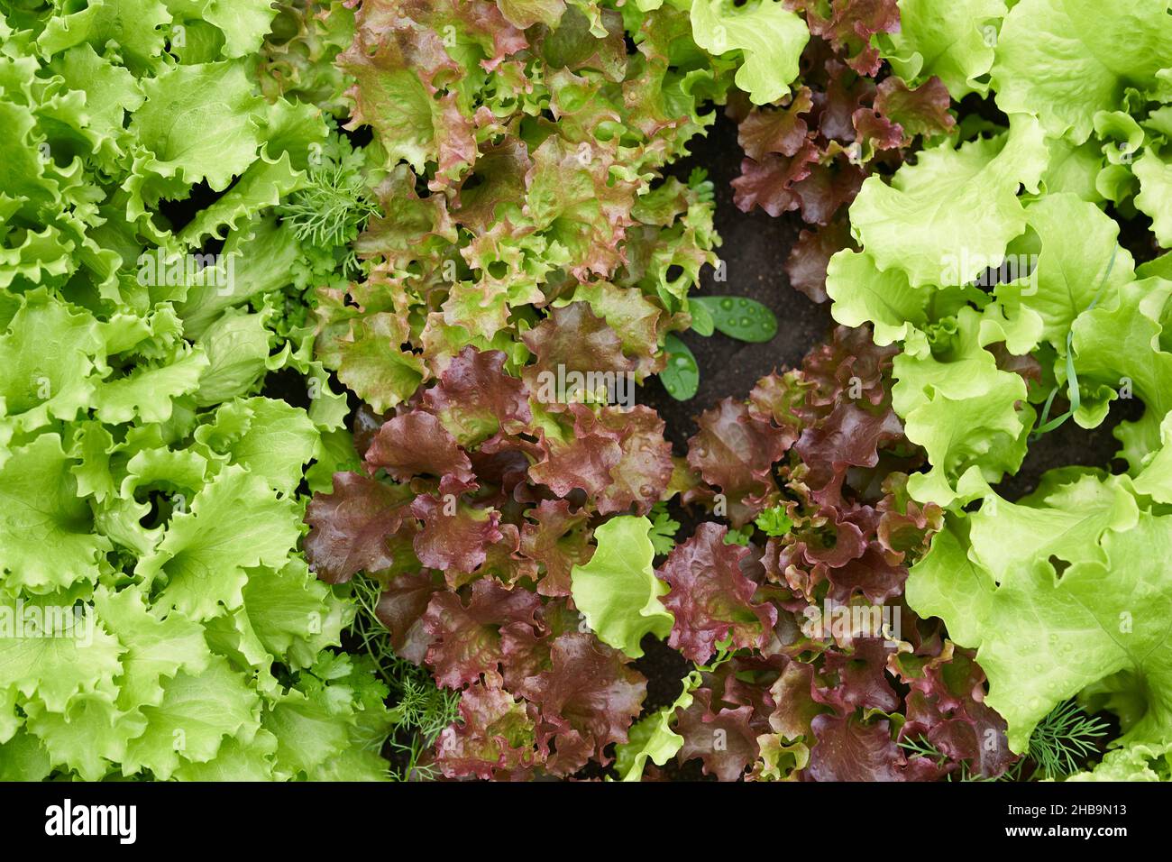 Close-up view from above. Growing green and red leaf lettuce in a ...