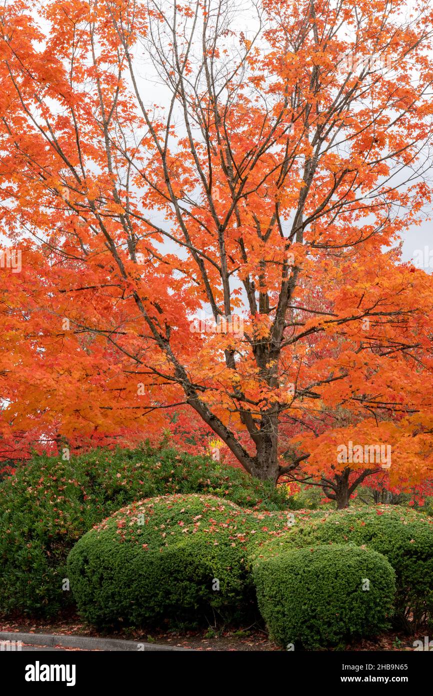 Renton, Washington, USA. Colorful red maple trees in Autumn in Gene ...